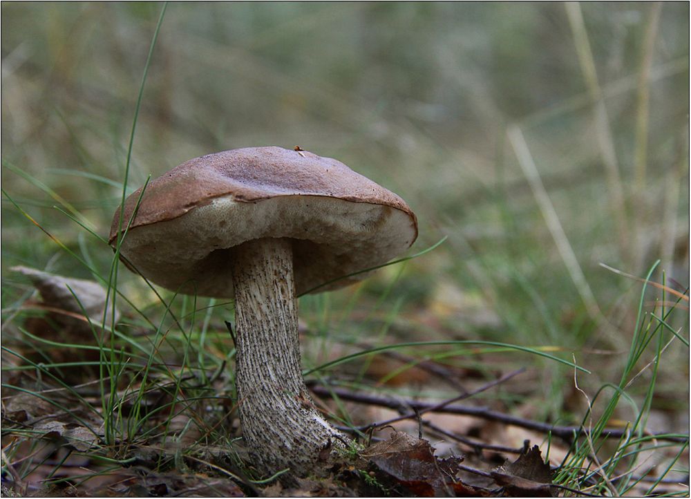 Eine Birken-Rotkappe ... Foto & Bild | pflanzen, pilze & flechten ...