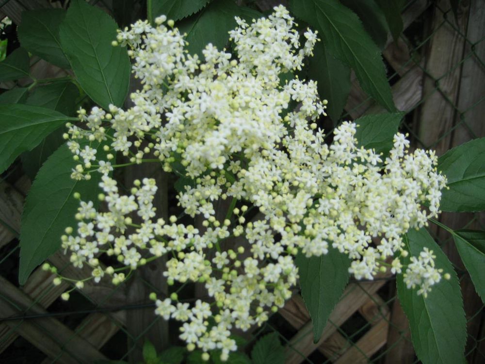 Eine Blüte Foto & Bild | pflanzen, samen, natur, pflanzen Bilder auf fotocommunity