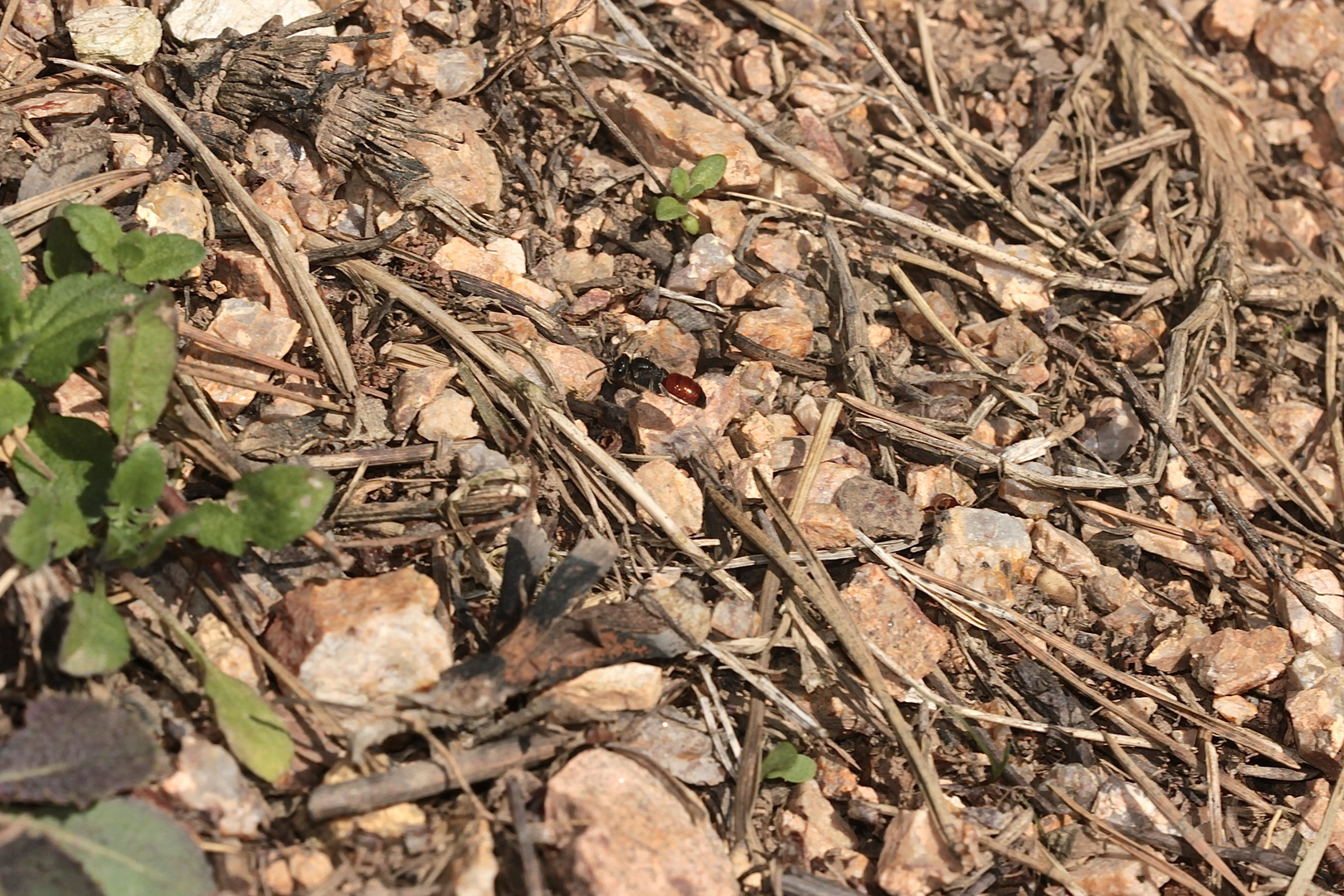 Eine Blutbiene (SPHECODES sp.) ... Foto & Bild | frühling, natur ...