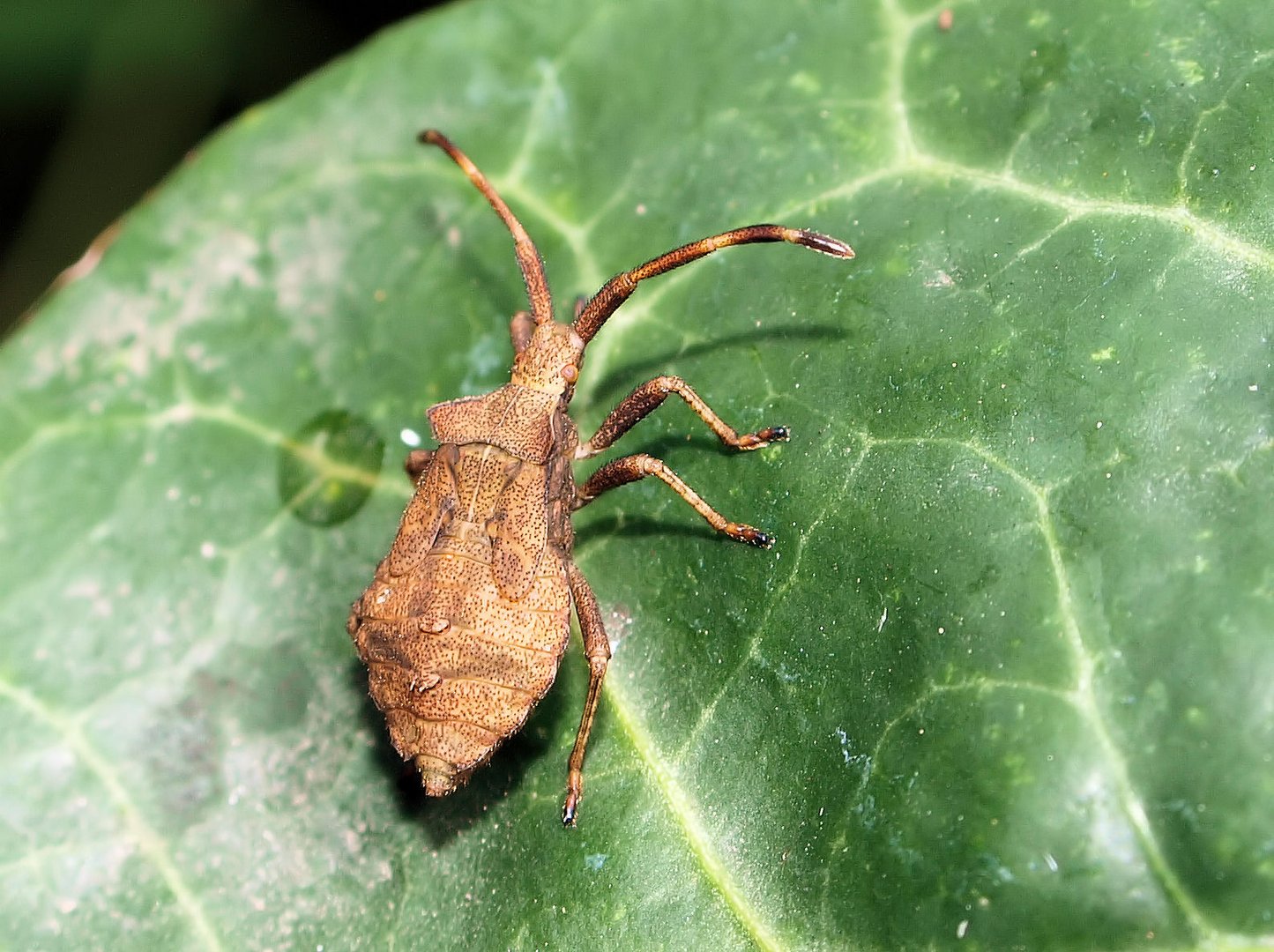 Eine der vielen Wanzenarten.... Foto & Bild | tiere, wildlife, insekten ...