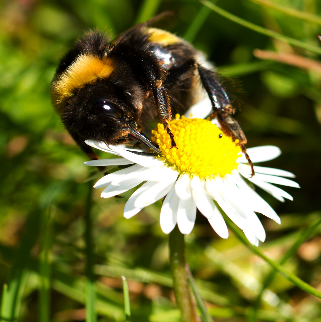 Eine dicke Hummel Foto & Bild | tiere, wildlife, insekten Bilder auf ...