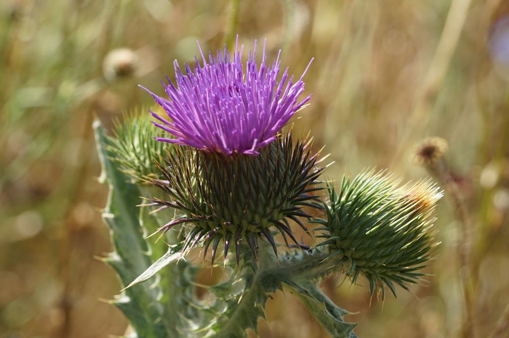 Eine Distel Foto & Bild | pflanzen, pilze & flechten, gräser, blumen ...