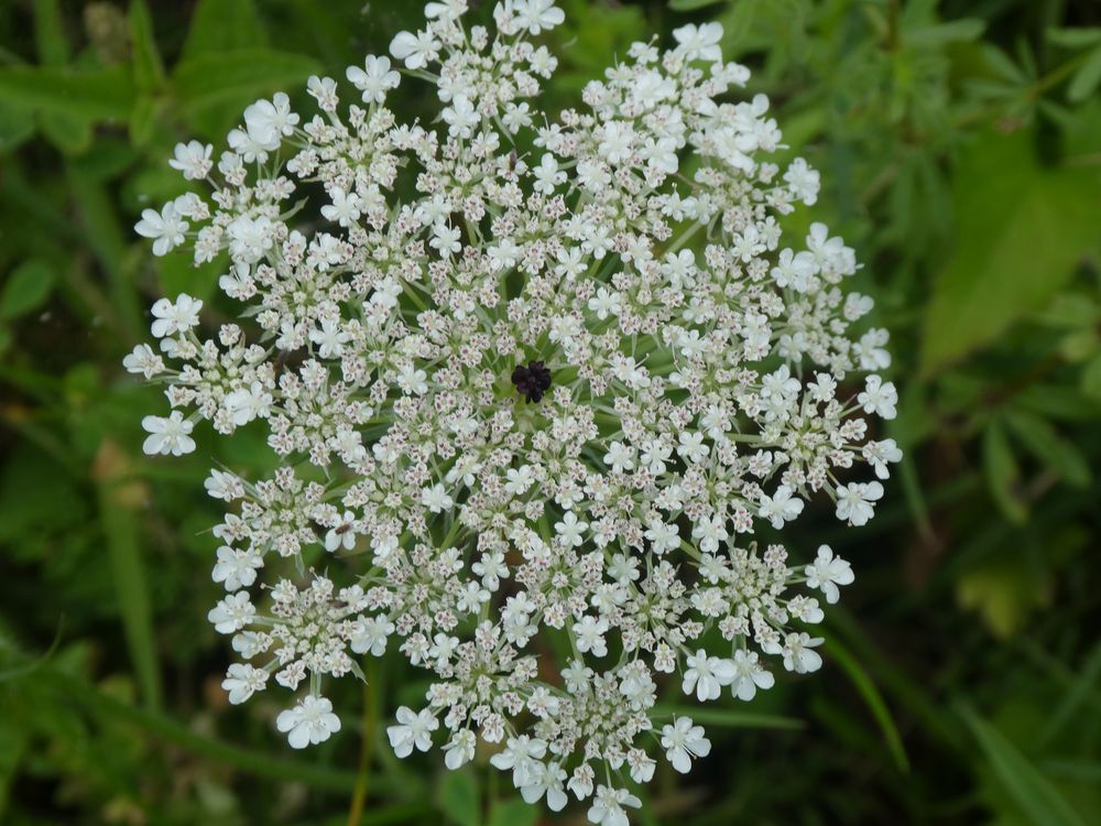 Eine Dolde in weiss Foto & Bild | fotos, spezial, dokumentation Bilder ...