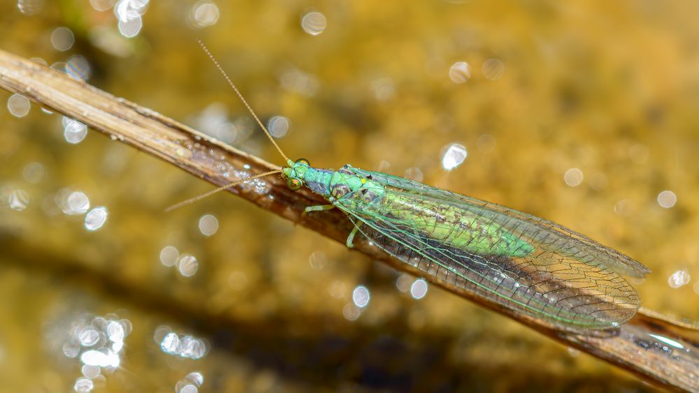 Eine edle Robe! Foto & Bild | spain, world, makro Bilder auf fotocommunity