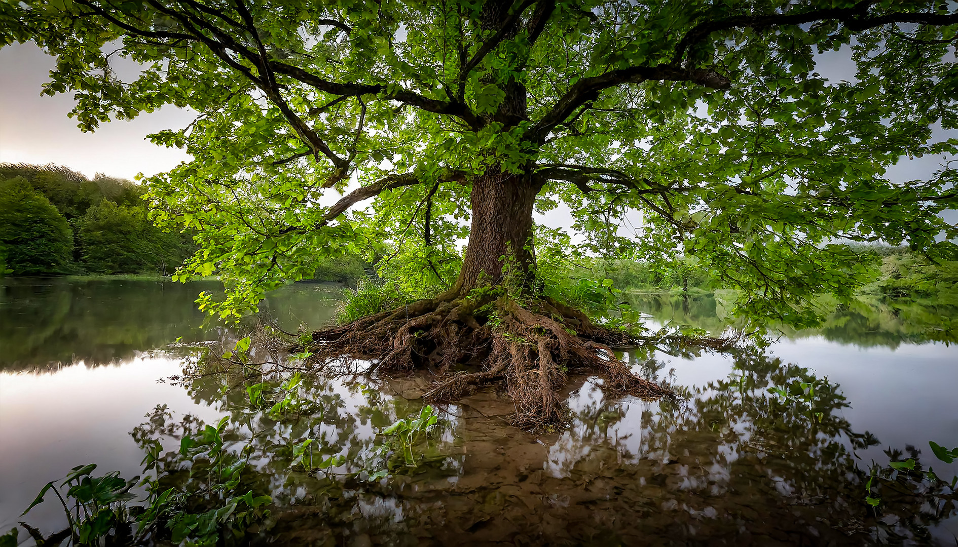 Eine Eiche mit freiliegenden Wurzeln über dem Wasser Foto & Bild ...