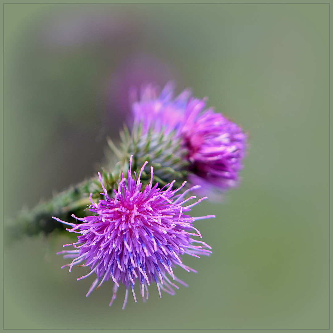 Eine einfache Distel -- .... Foto & Bild | outdoor, makro, available ...