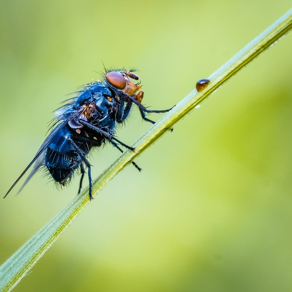 Eine einfache Fliege aber so spannend! Foto & Bild | tiere, wildlife ...