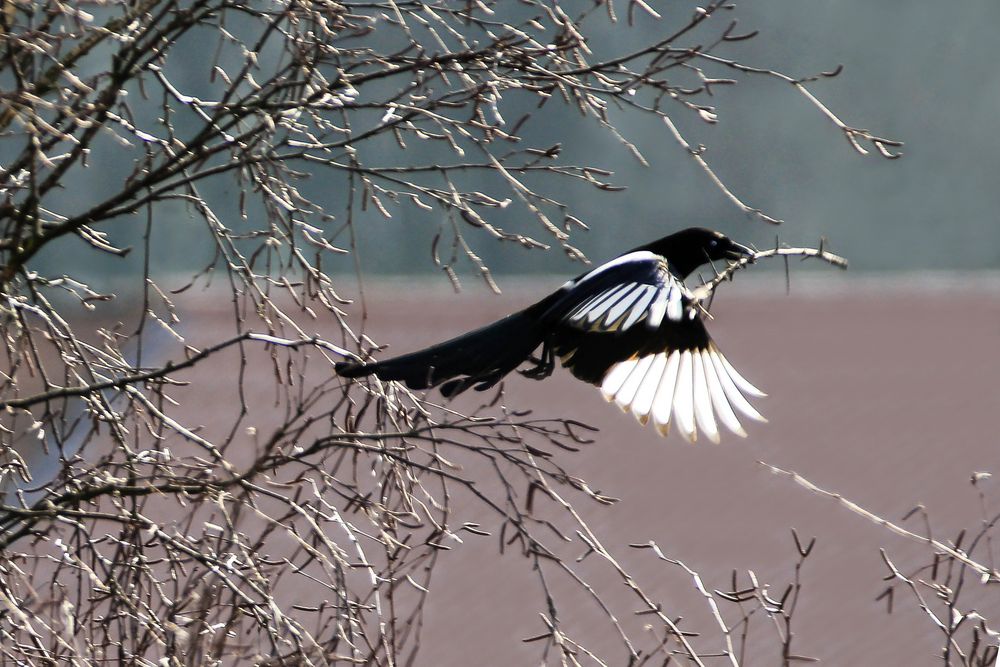 Eine Elster Foto & Bild | tiere, wildlife, wild lebende vögel Bilder ...