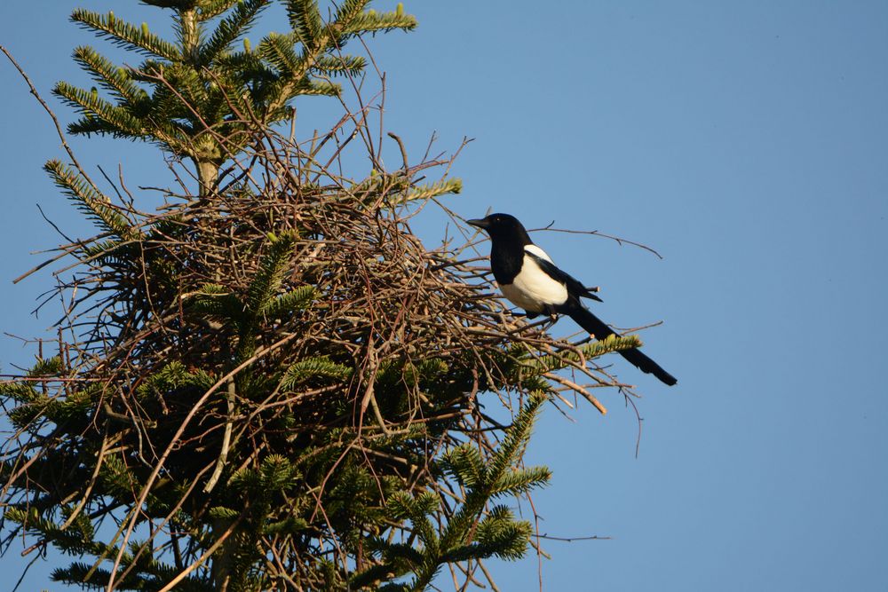 Eine Elster schlüpft in ihr neues Nest. Foto & Bild | natur, tiere ...