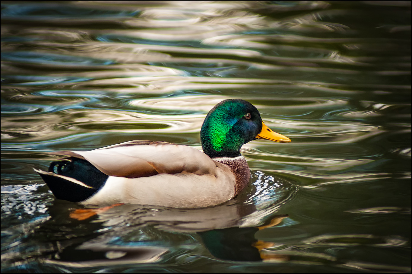 Eine Ente... Foto & Bild | natur, tiere, vögel Bilder auf fotocommunity