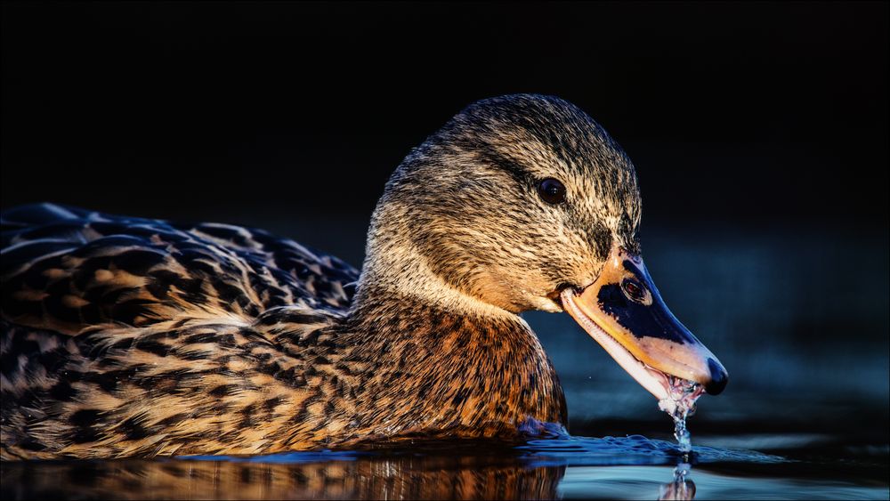 Eine Ente Foto & Bild | tiere, wildlife, wild lebende vögel Bilder auf ...