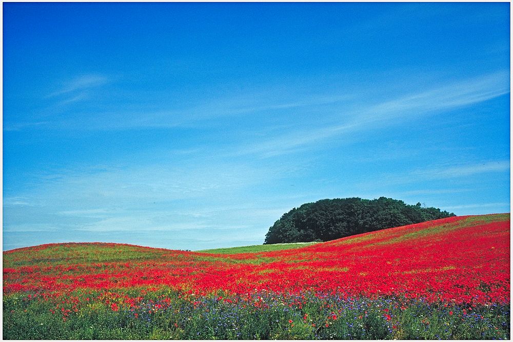 Eine Erinnerung an ein Mohnfeld auf der Insel Rügen . . Foto & Bild ...
