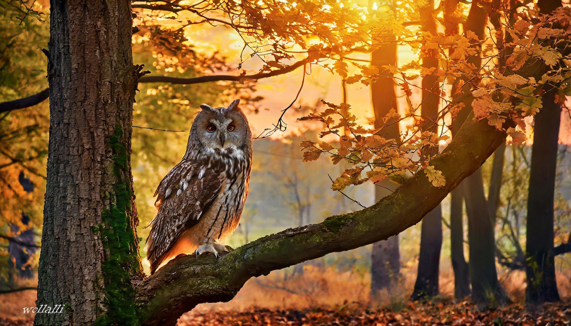 Eine Eule im Wald Foto & Bild | tiere, wildlife, wild lebende vögel ...