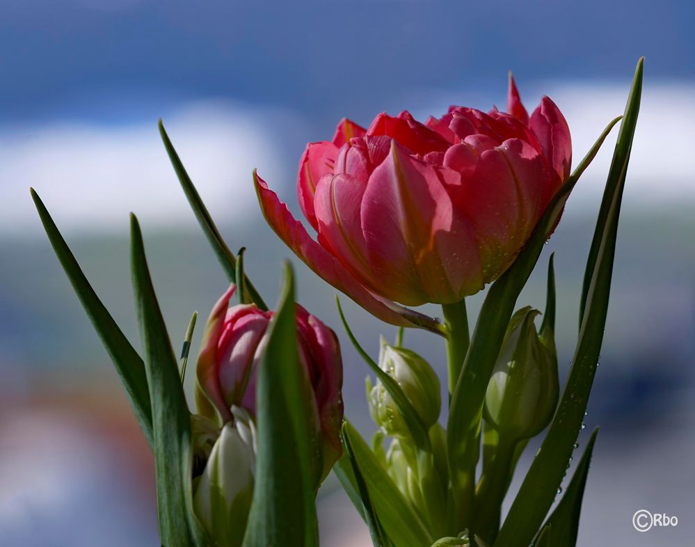 eine Exotin Foto & Bild | abstraktes, pflanzen, pilze & flechten ...