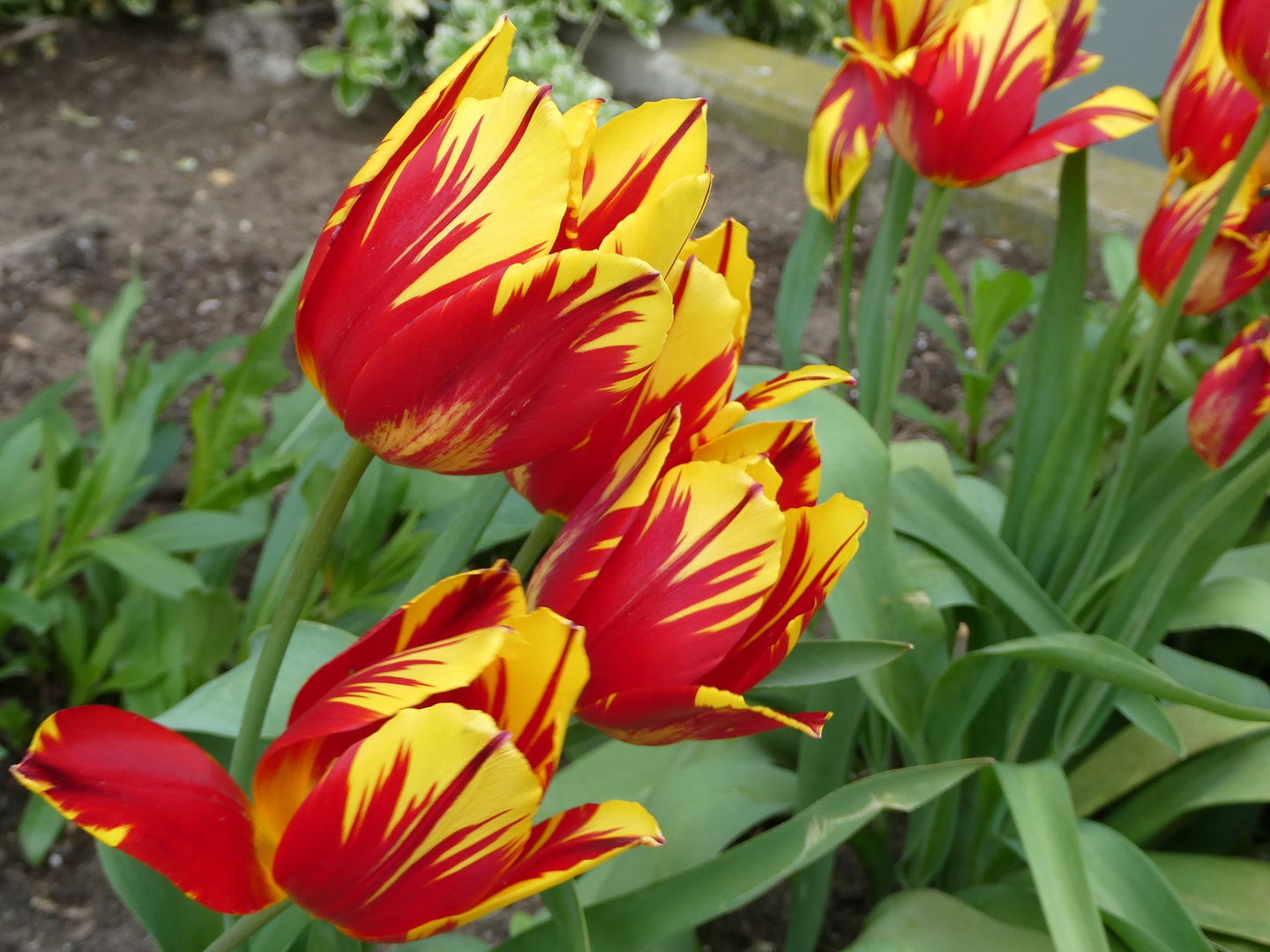 Eine Foto & Bild | pflanzen, pilze & flechten, blüten- & kleinpflanzen, tulpen Bilder auf ...