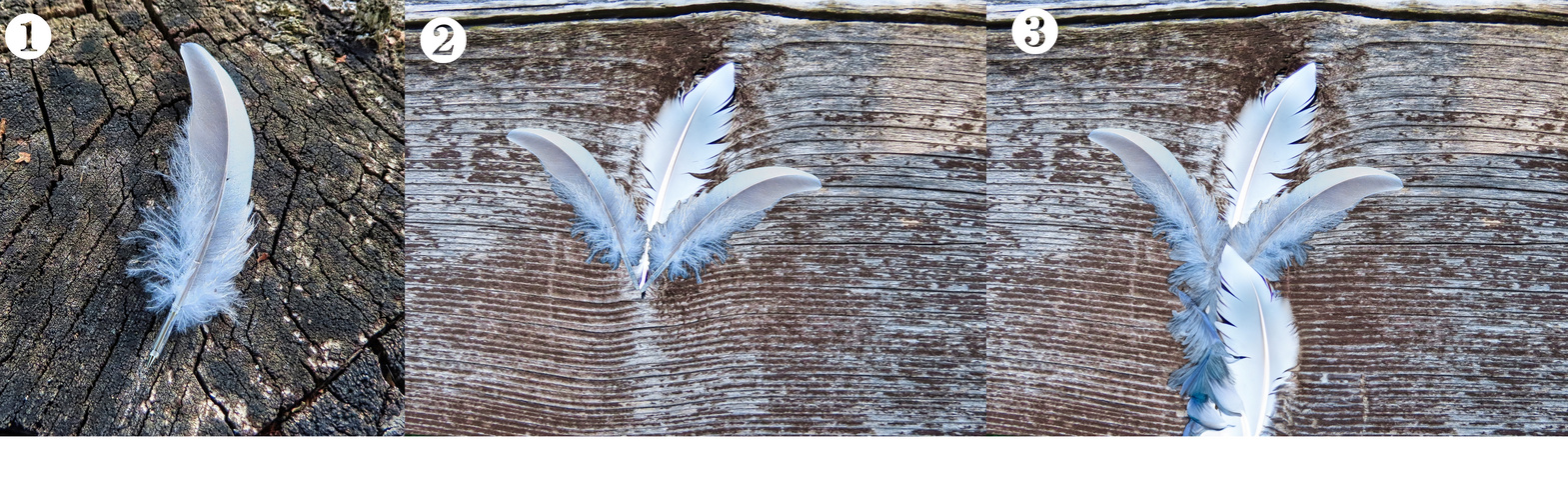 Eine Feder und was ich daraus machte... Foto & Bild | fotomontage, composing , composings Bilder ...