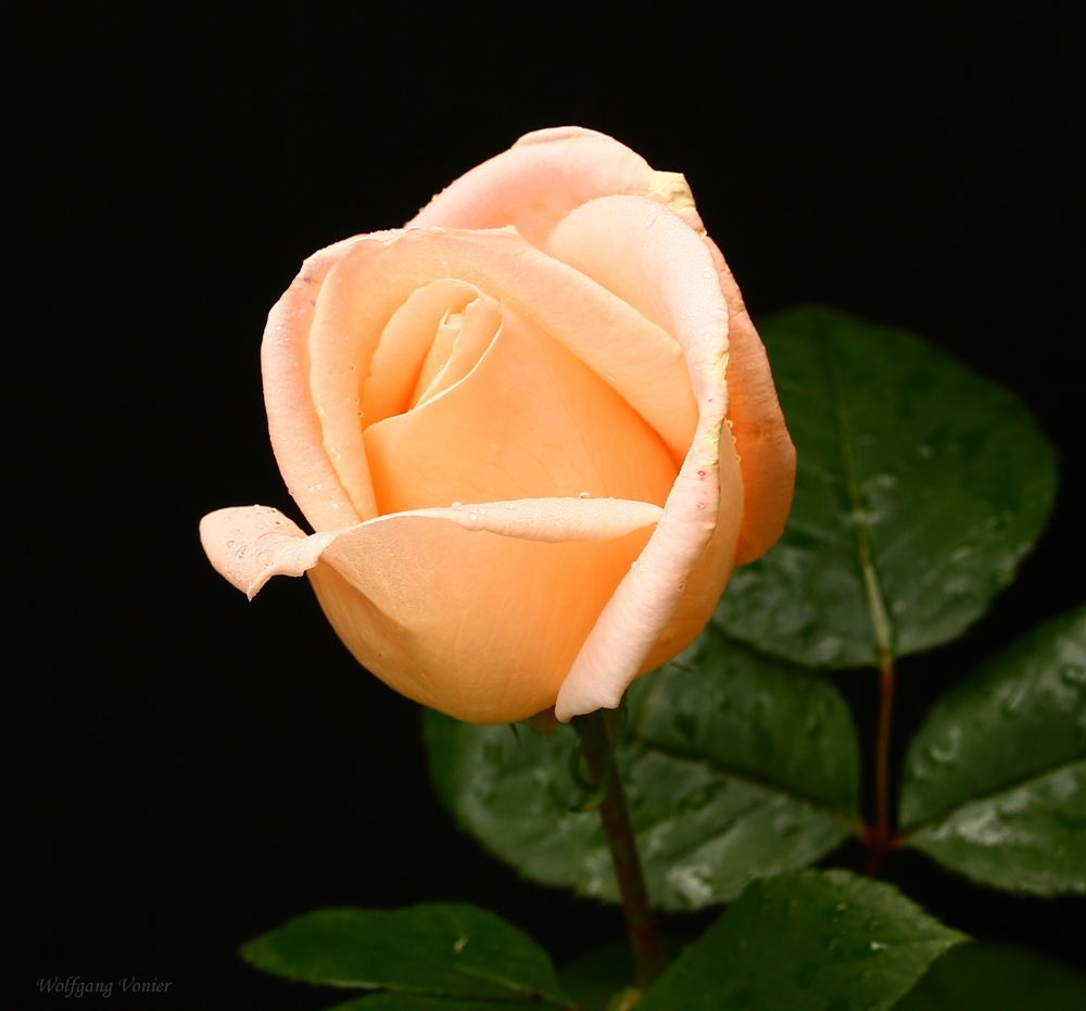 Eine feine zarte Rose im Herbstlicht Foto & Bild | pflanzen, pilze ...