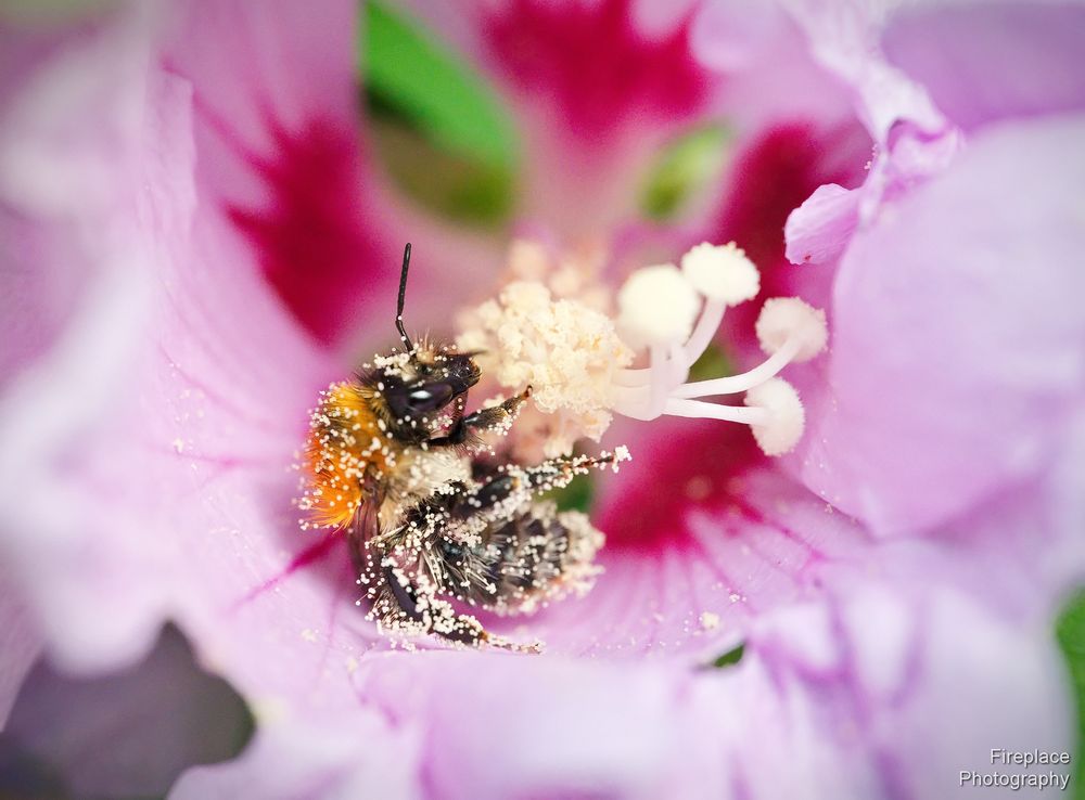 Eine fleißige Biene, bedeckt mit vielen kleinen klebrigen Kugeln Foto ...