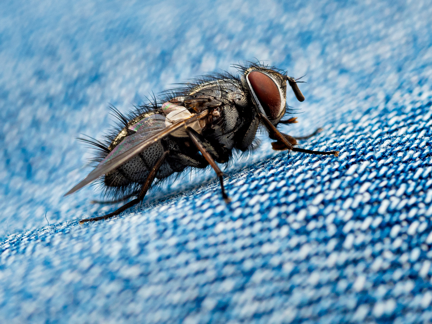 Eine Fliege Foto & Bild | tiere, wildlife, insekten Bilder auf ...