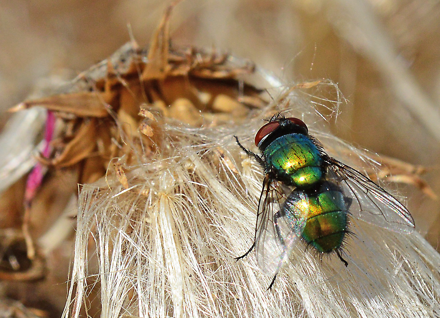 eine Fliege Foto & Bild | tiere, wildlife, insekten Bilder auf ...
