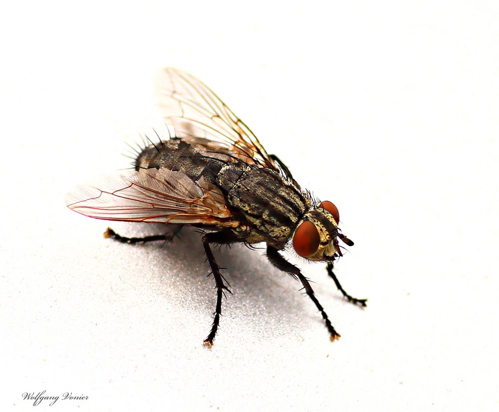 Eine Fliege Foto & Bild | tiere, wildlife, insekten Bilder auf ...