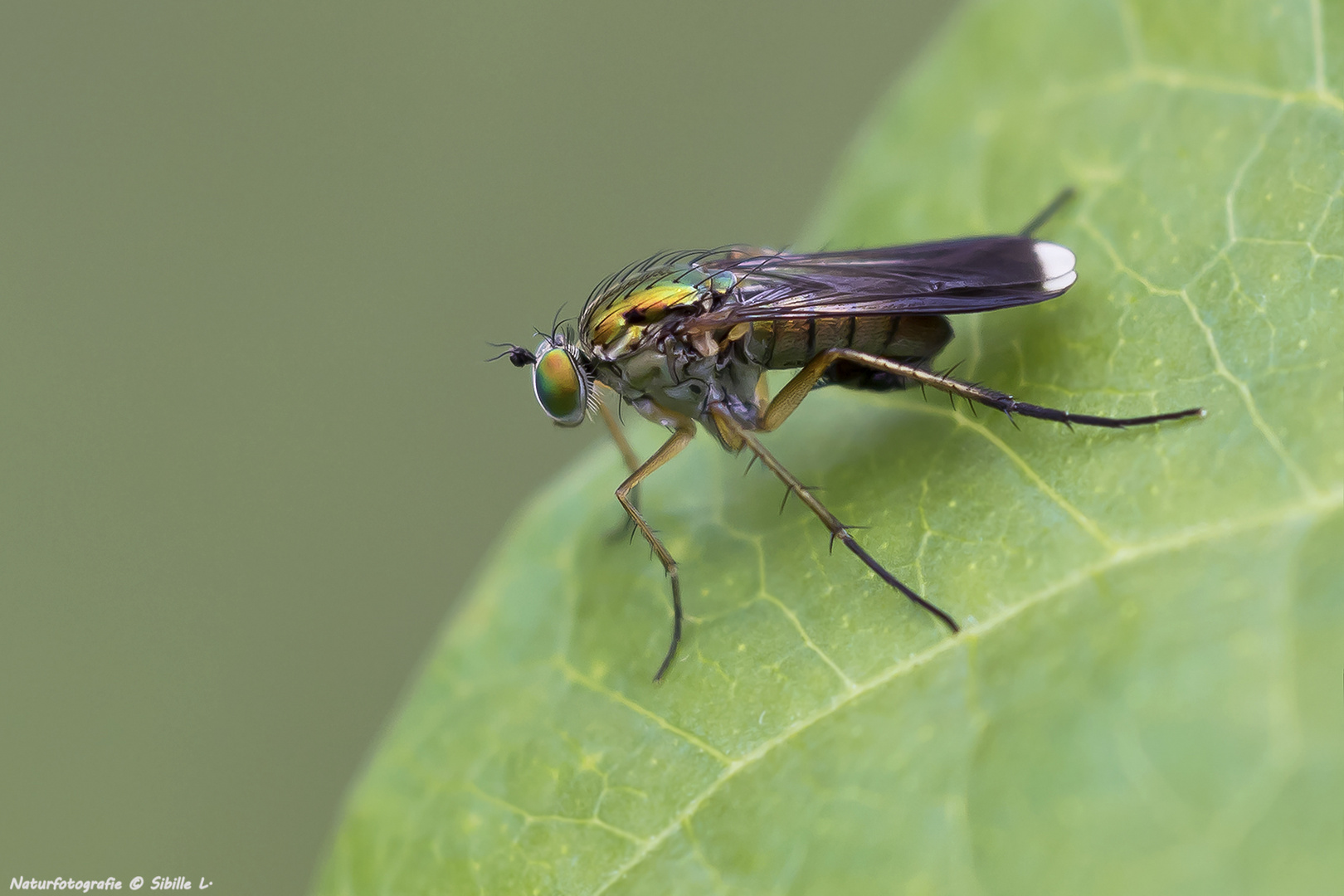Eine Fliege.... Foto & Bild | makro, natur, fliegen Bilder auf ...