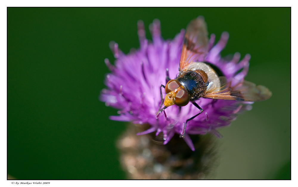 Eine Fliege ? Foto & Bild | tiere, wildlife, insekten Bilder auf ...