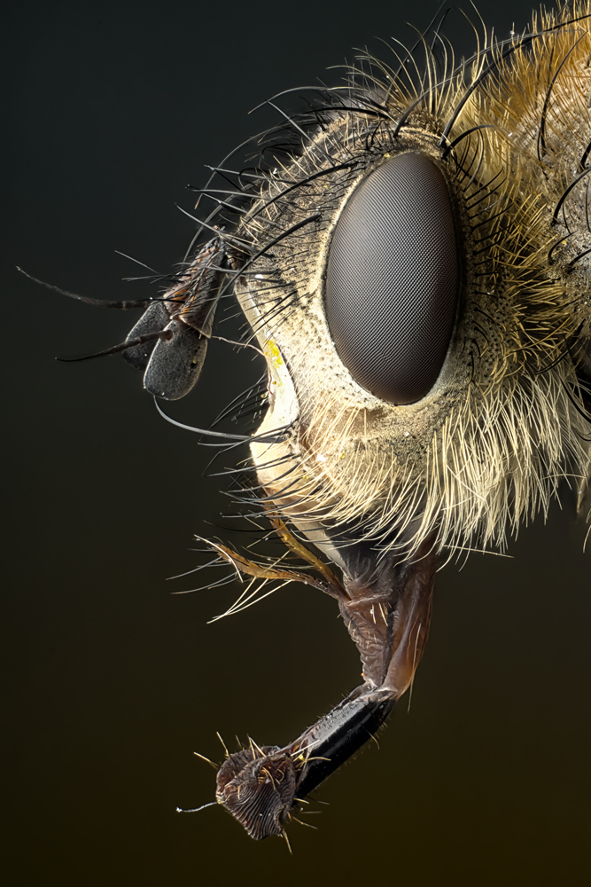 Eine Fliege Foto & Bild | tiere, tierdetails, sterne Bilder auf ...