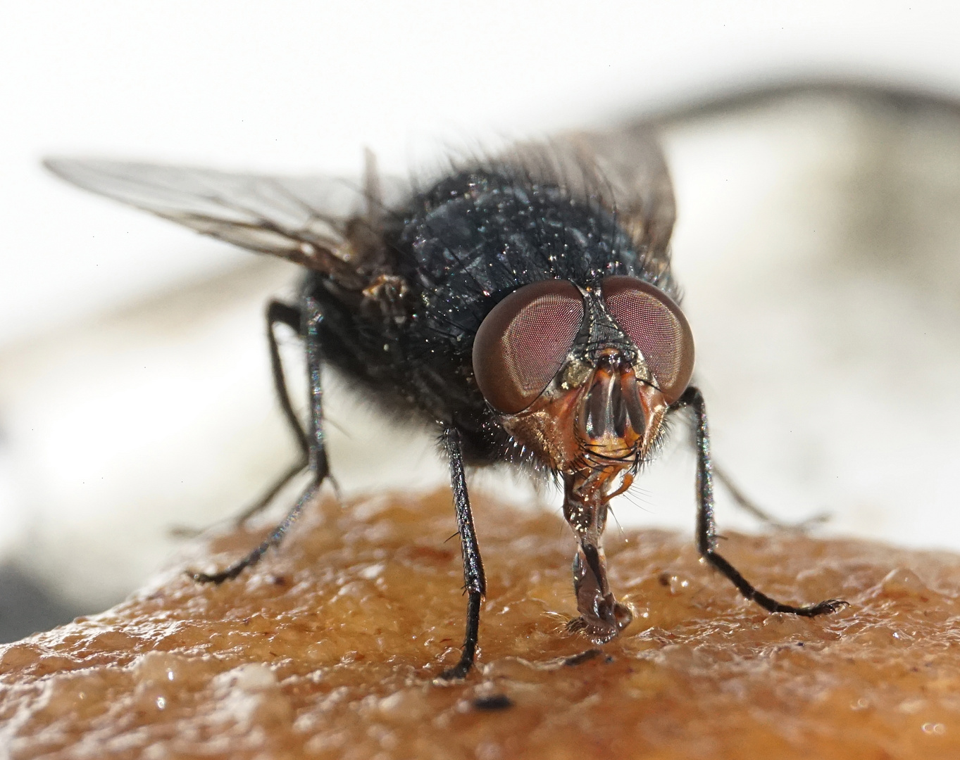 Eine Fliege ! Foto & Bild | fotos, outdoor, makro Bilder auf fotocommunity