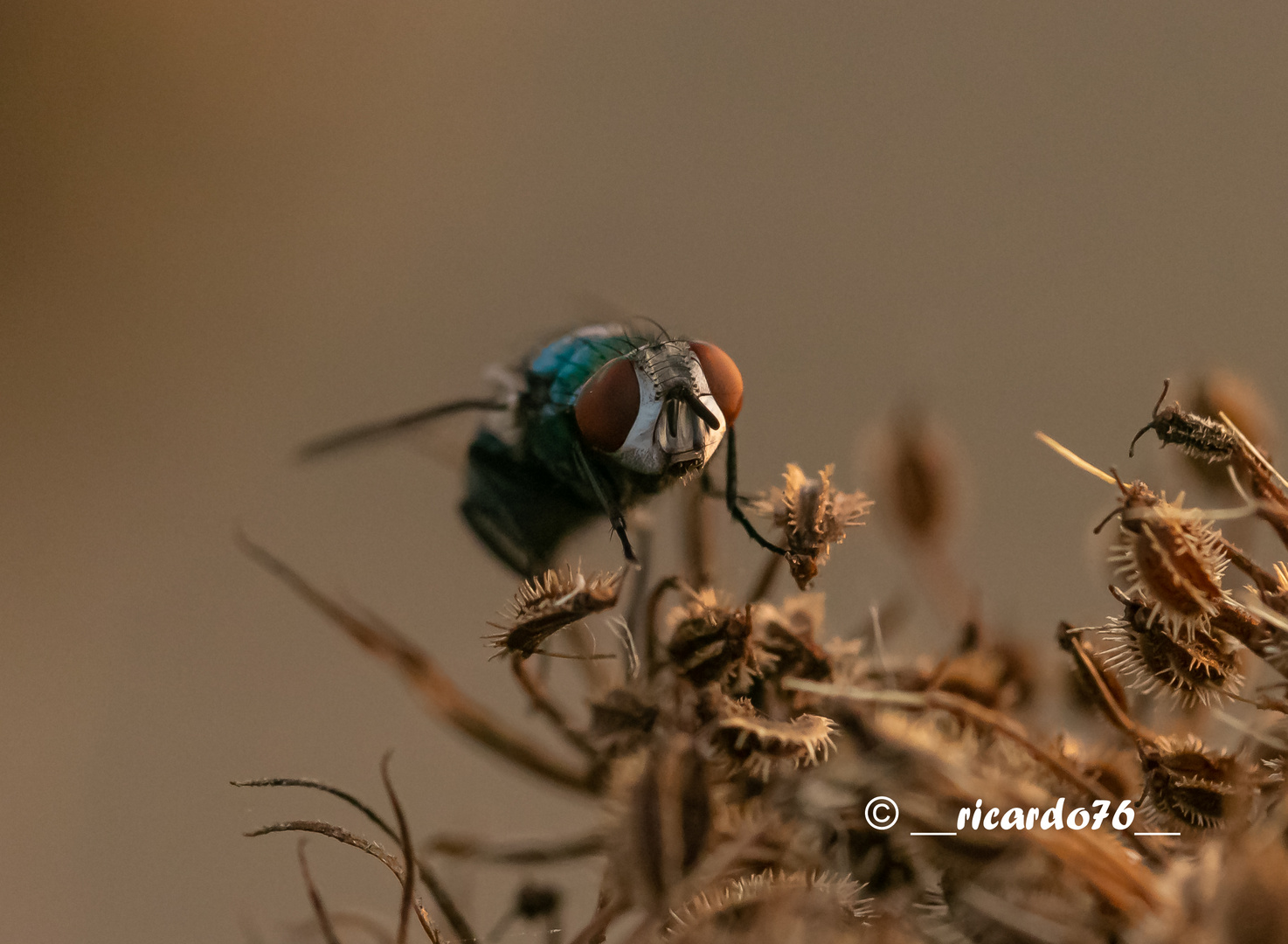 Eine Fliege...die 4. Foto & Bild | tiere, wildlife, insekten Bilder auf ...