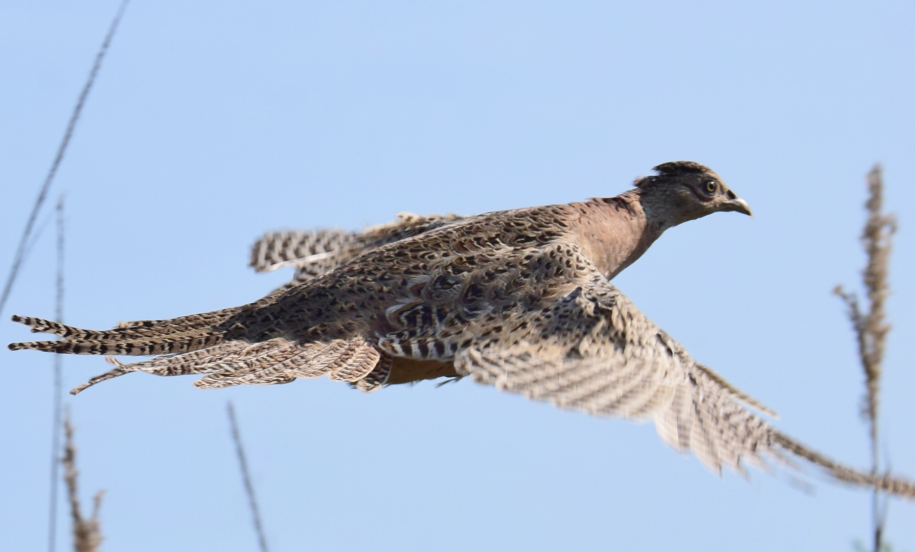 Eine fliegende ..... Foto & Bild | tiere, wildlife, wild lebende vögel ...