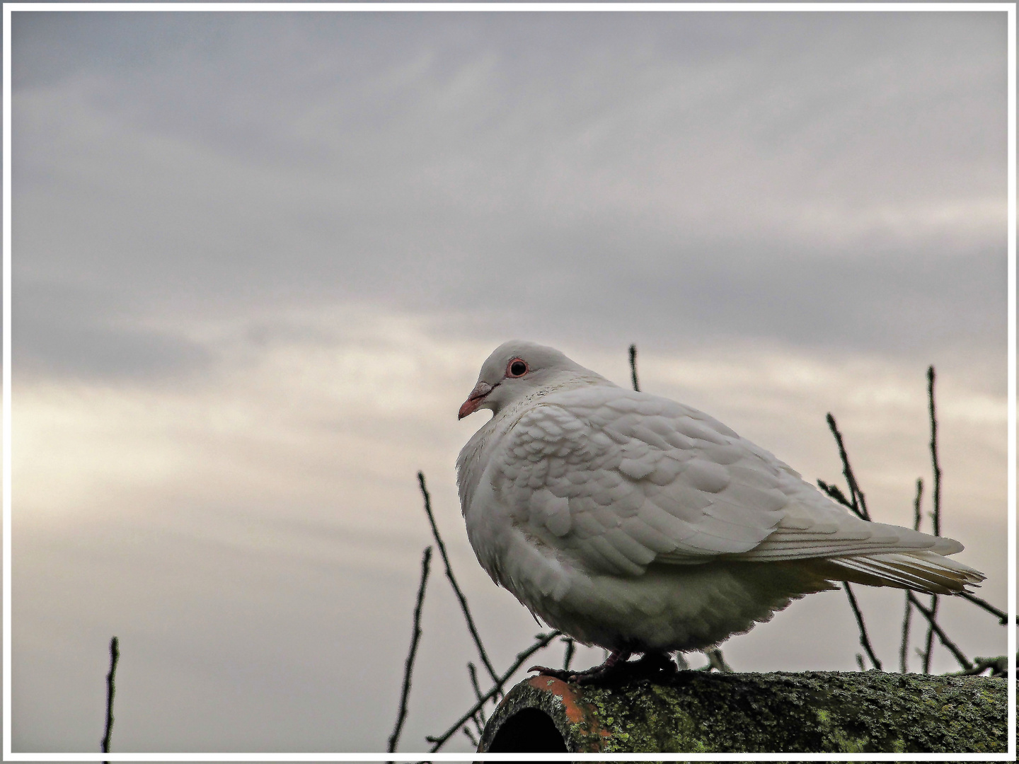 eine Friedenstaube Foto & Bild | tiere, natur, taube Bilder auf ...