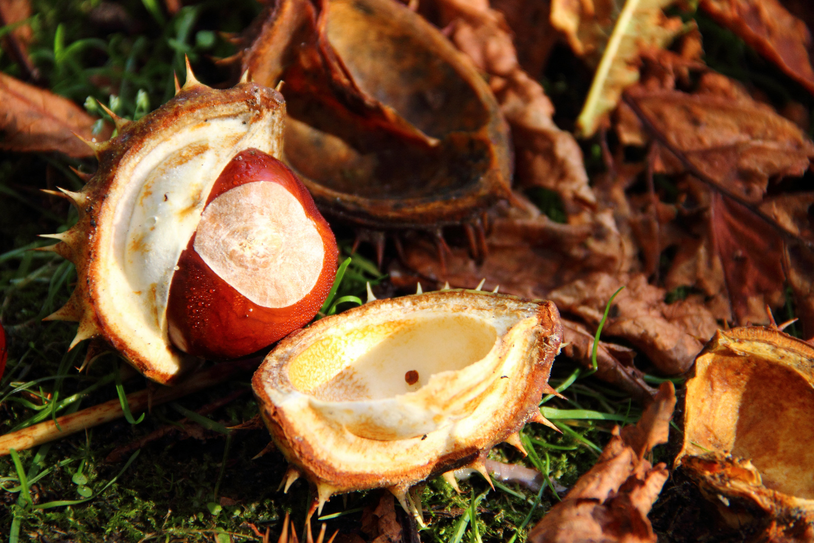 eine frisch geborene Kastanie :-) Foto & Bild | jahreszeiten, herbst ...