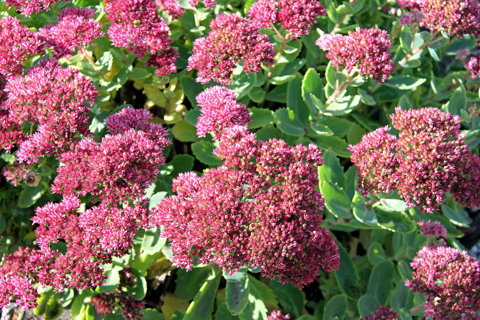 Eine ganze Staude von Blüten in meinem Garten Foto & Bild ...
