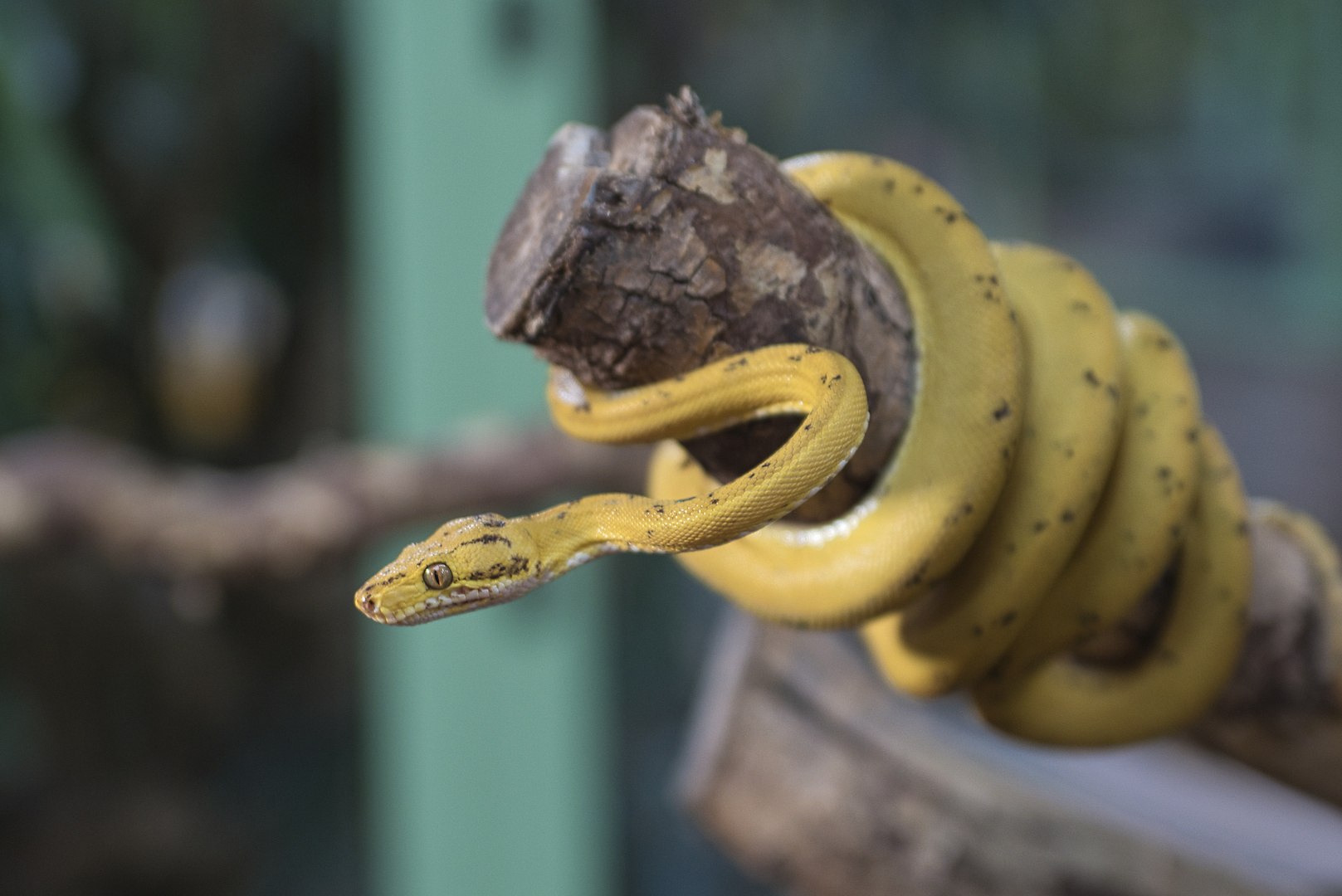 Eine gelbe Schlange... Foto & Bild | tiere, zoo, wildpark & falknerei ...