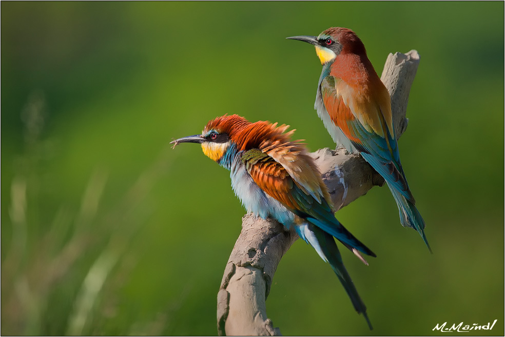 Eine Gelse... Foto & Bild | tiere, wildlife, wild lebende vögel Bilder ...