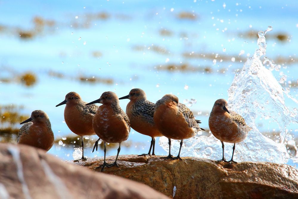 Eine Gruppe Knutt, völlig relaxed! Foto & Bild | tiere, wildlife, natur ...