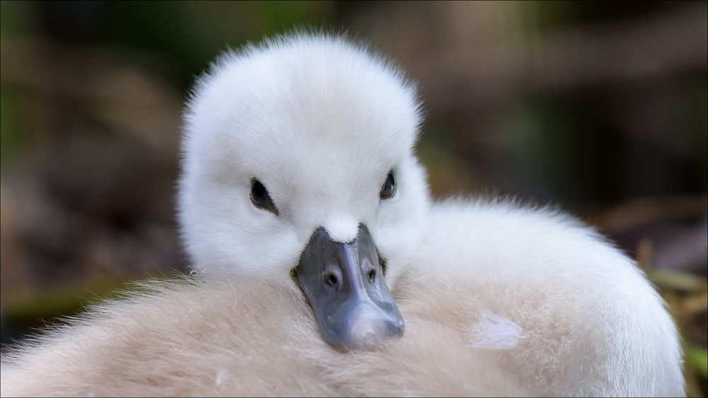 Eine Handvoll Flaum Foto & Bild | tiere, wildlife, wild lebende vögel ...