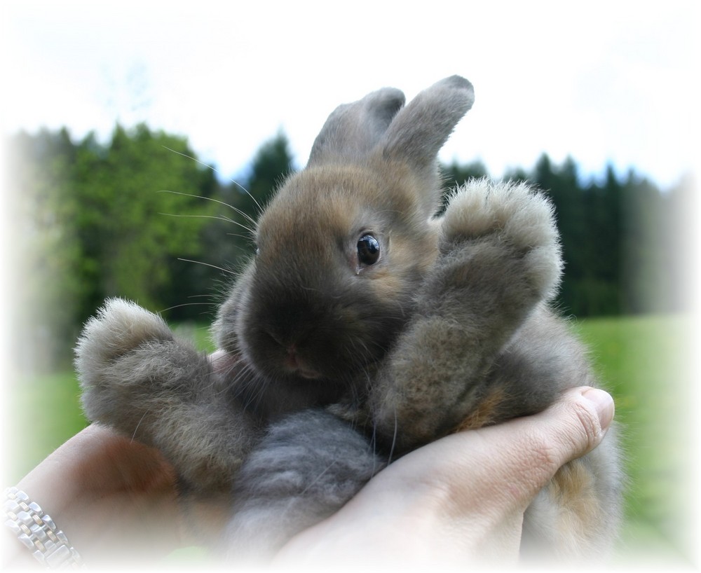 Eine Handvoll Häschen Foto & Bild | tiere, haustiere, nagetiere ...