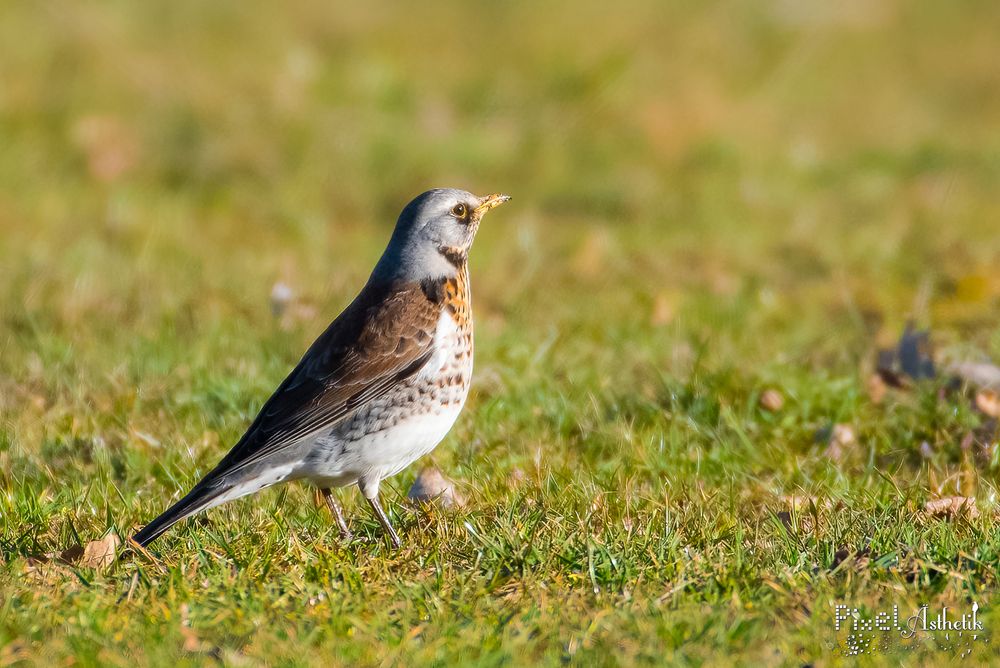 Eine hübsche Drossel Foto & Bild | tiere, wildlife, wild lebende vögel ...