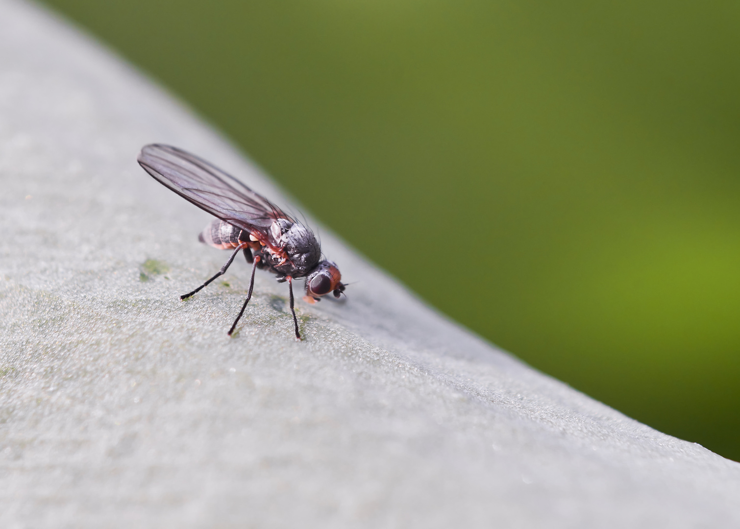 Eine hübsche Kleine Foto & Bild | natur, fliegen, insekten Bilder auf ...