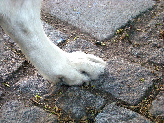 eine Hundepfote Foto & Bild | archiv projekte naturchannel ...