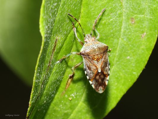 Insekten Bilder & Fotos