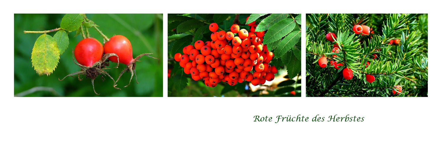 Eine kleine Erinnerung . . . Foto & Bild | pflanzen, pilze & flechten ...