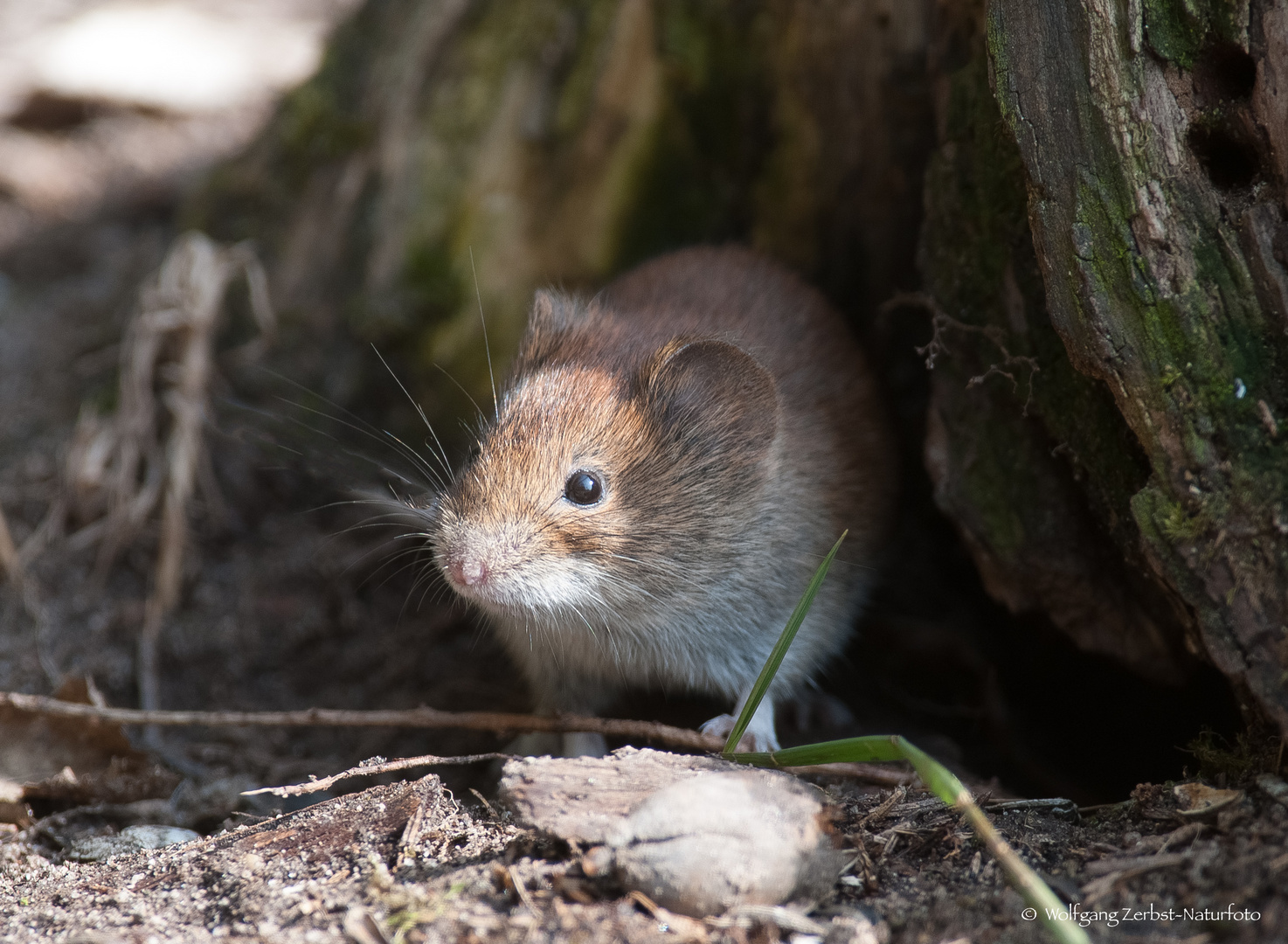 -- Eine kleine Maus. -- Foto & Bild | fotos, world, natur Bilder auf ...