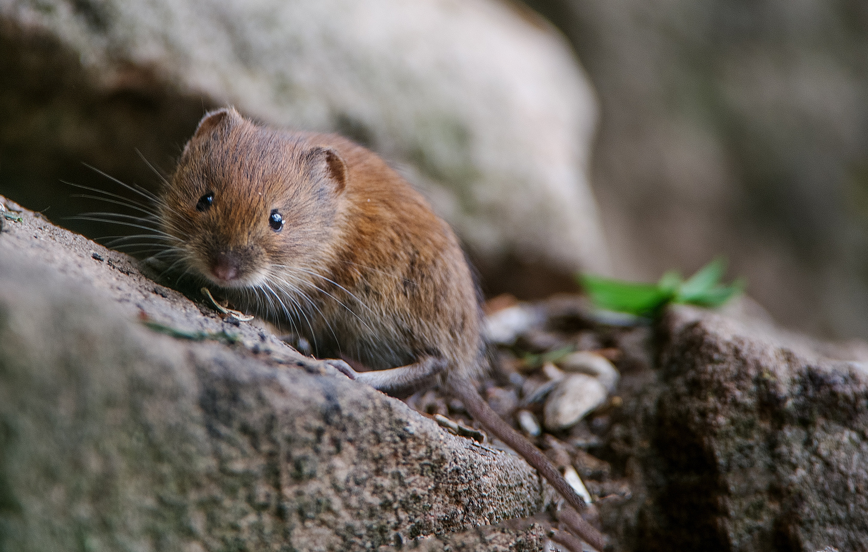 - Eine kleine Maus - Foto & Bild | fotos, world, natur Bilder auf ...