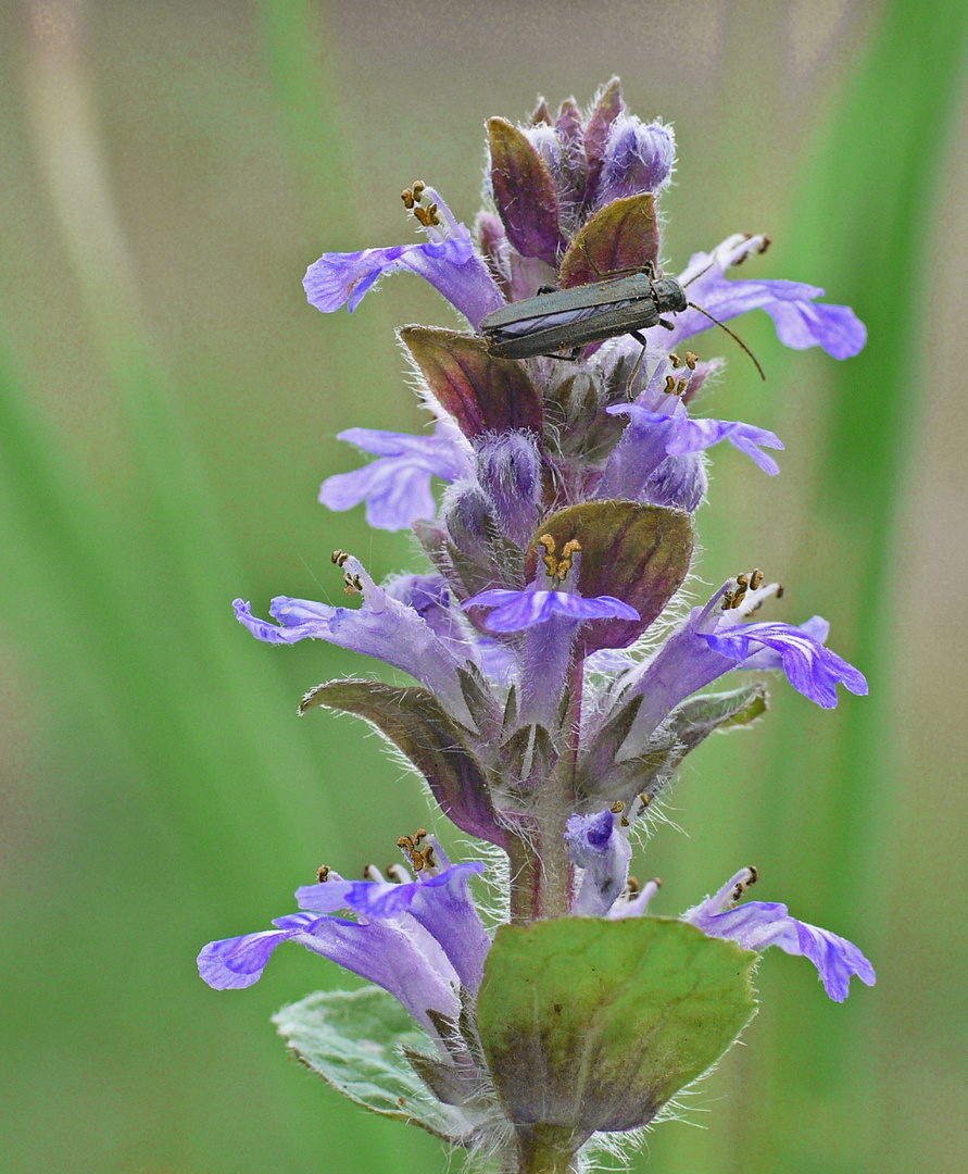 eine kleine Nessel... Foto & Bild | pflanzen, pilze & flechten, natur ...