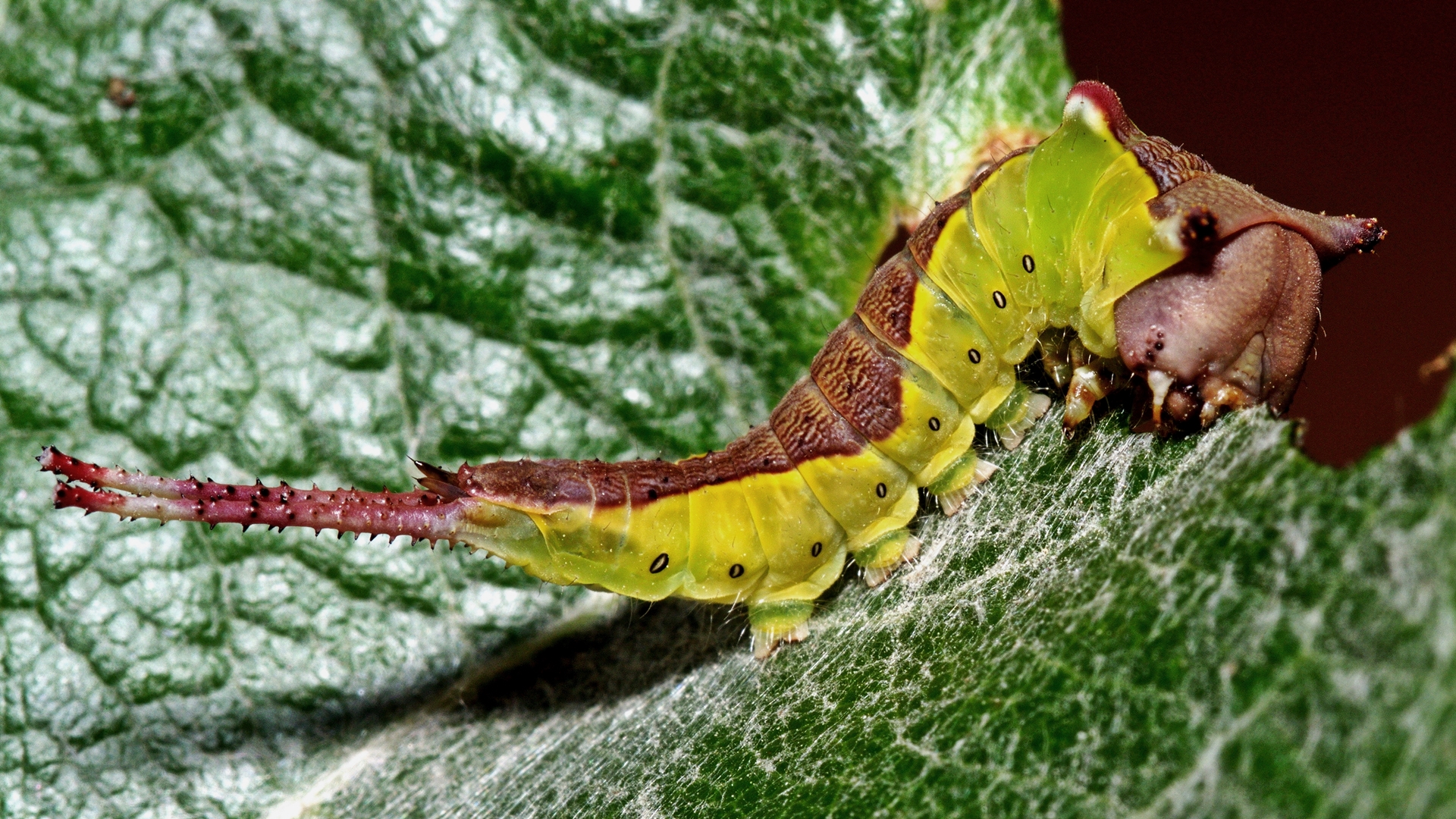 eine kleine Raupe... Foto & Bild | tiere, wildlife, insekten Bilder auf ...