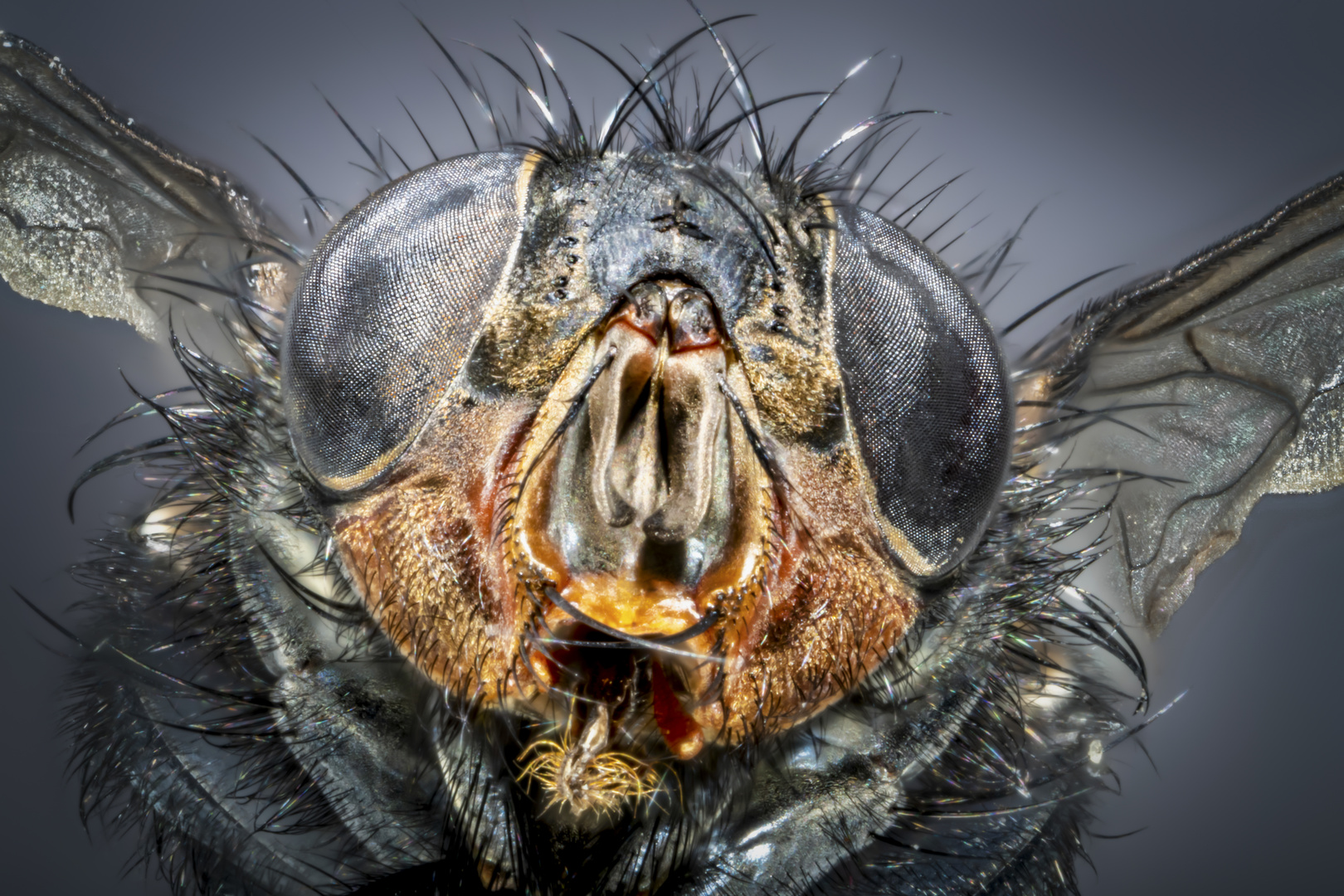 Eine kleine Serie einer Fliege ... Foto & Bild | nah- & makro, tiere ...