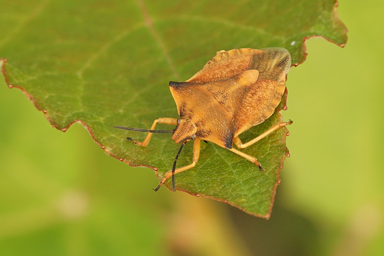 Eine kleine Wanze.... Foto & Bild | sommer, makro, wiese Bilder auf ...